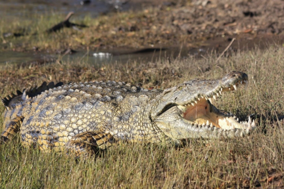 Location - Jackalberry Chobe