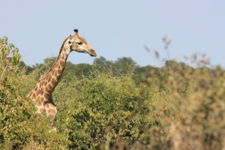 Location - Jackalberry Chobe